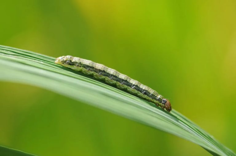 What Are Armyworms and How to Control Them - Millith’s Garden